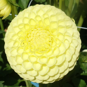 Balls and MiniBalls - Oakridge Dahlias Catalogue