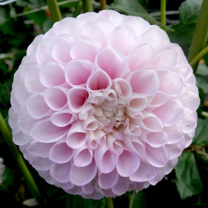 Balls and MiniBalls - Oakridge Dahlias Catalogue