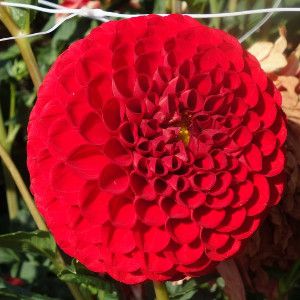 Balls and MiniBalls - Oakridge Dahlias Catalogue