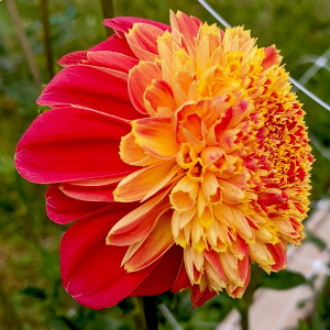 Pollinators - Oakridge Dahlias Catalogue