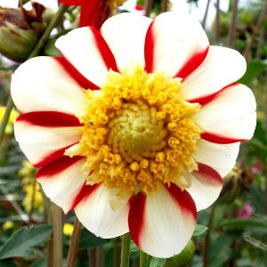 Pollinators - Oakridge Dahlias Catalogue