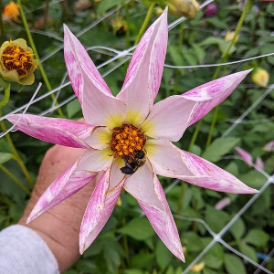 Pollinators - Oakridge Dahlias Catalogue