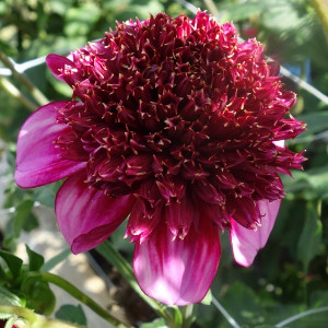 Pollinators - Oakridge Dahlias Catalogue