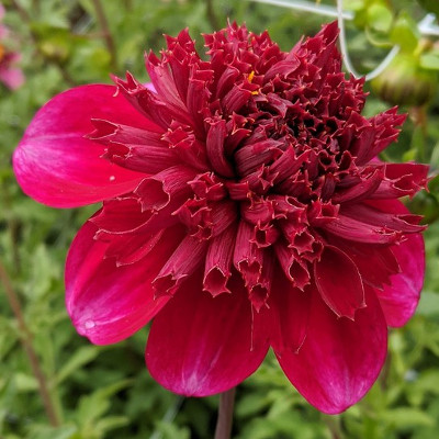 Pollinators - Oakridge Dahlias Catalogue