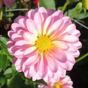 Low Growing - Oakridge Dahlias Catalogue